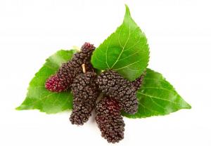 Know All about Mulberries aka Shahtoot: Benefits, Side Effects, etc.