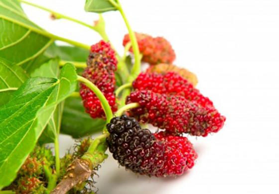 Know All about Mulberries aka Shahtoot: Benefits, Side Effects, etc.